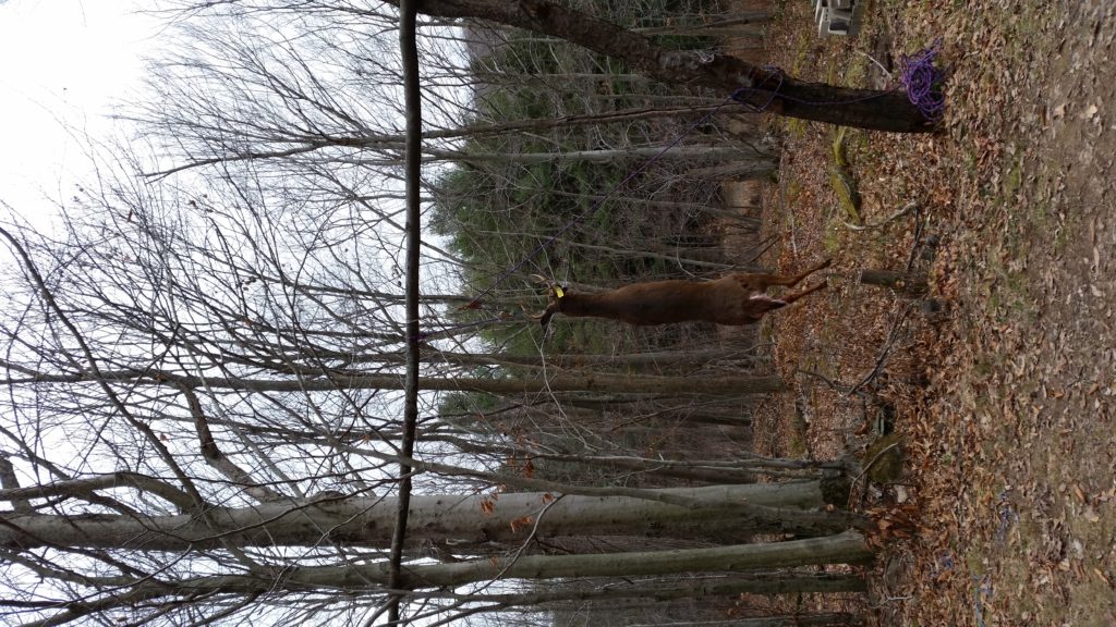 Buck Pole - BlackHeart